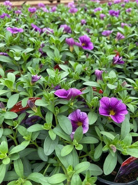 Million Bells Bedding Plants | Cambridge