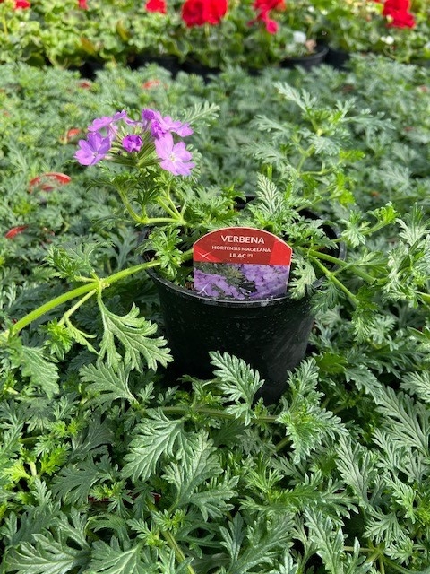 Trailing Verbena